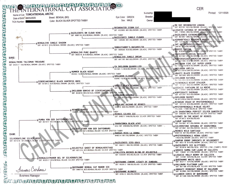 Health Testing and TICA Registered Bengal Cat Documents